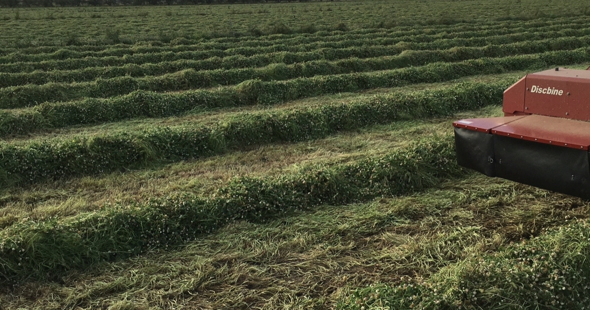 Buy Clover Seed in Berrigan NSW 87854