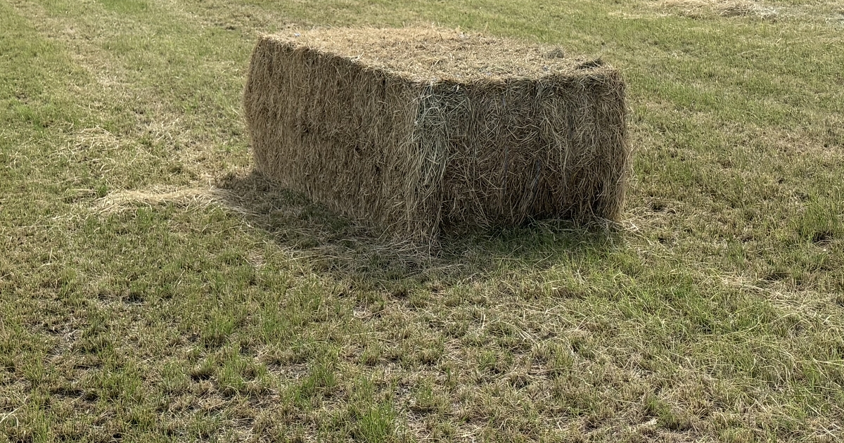 Buy Rhodes Grass Hay 87967 in Rosevale QLD | LocalAg