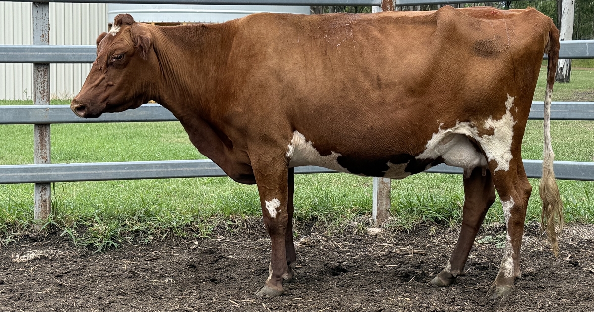 Buy AIS foster cow 87968 in Rosevale QLD | LocalAg