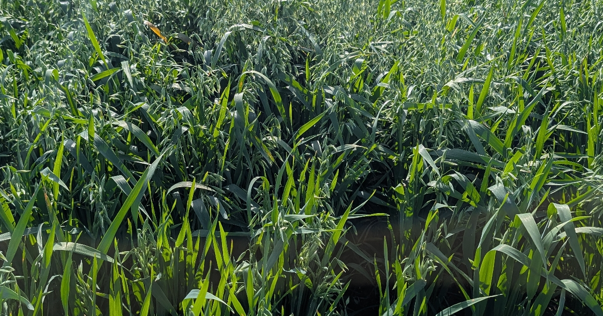 Buy Oaten Straw / Stubble 90843 in Jerilderie NSW | LocalAg