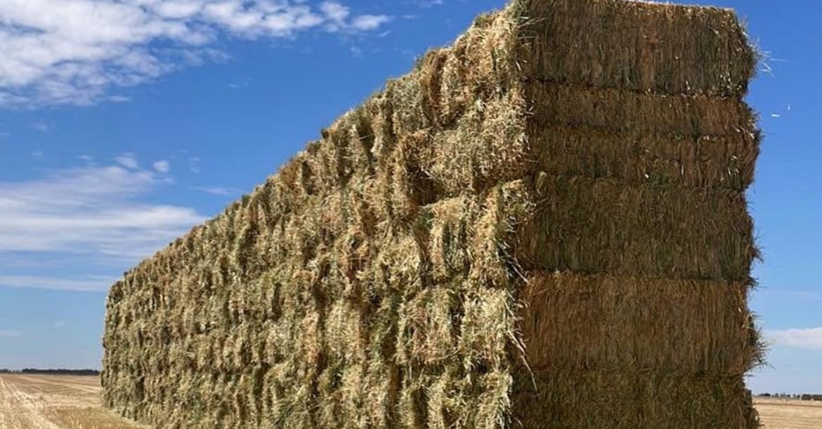 Buy Vetch hay 8x4x3 660-680 kg bales 91922 in Marrabel SA | LocalAg
