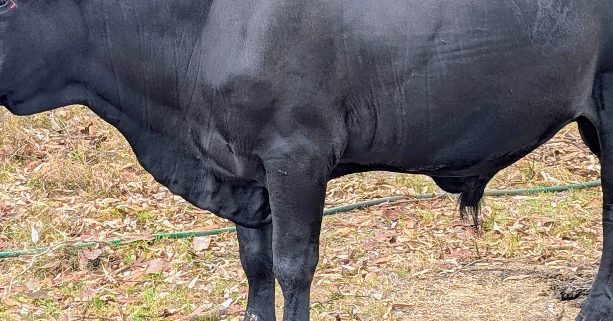 Buy Lim-Flex Bull - Kraken - Quiet & Proven 93226 in Webbers Creek NSW ...