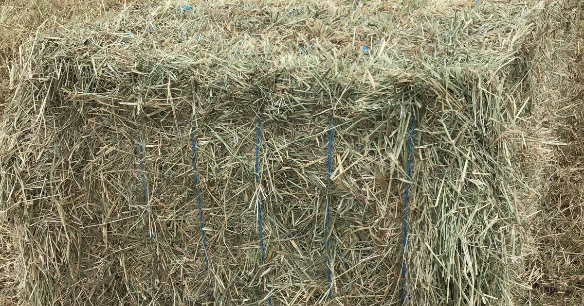 Buy Rhodes Grass Hay 92734 in Chelmsford QLD | LocalAg