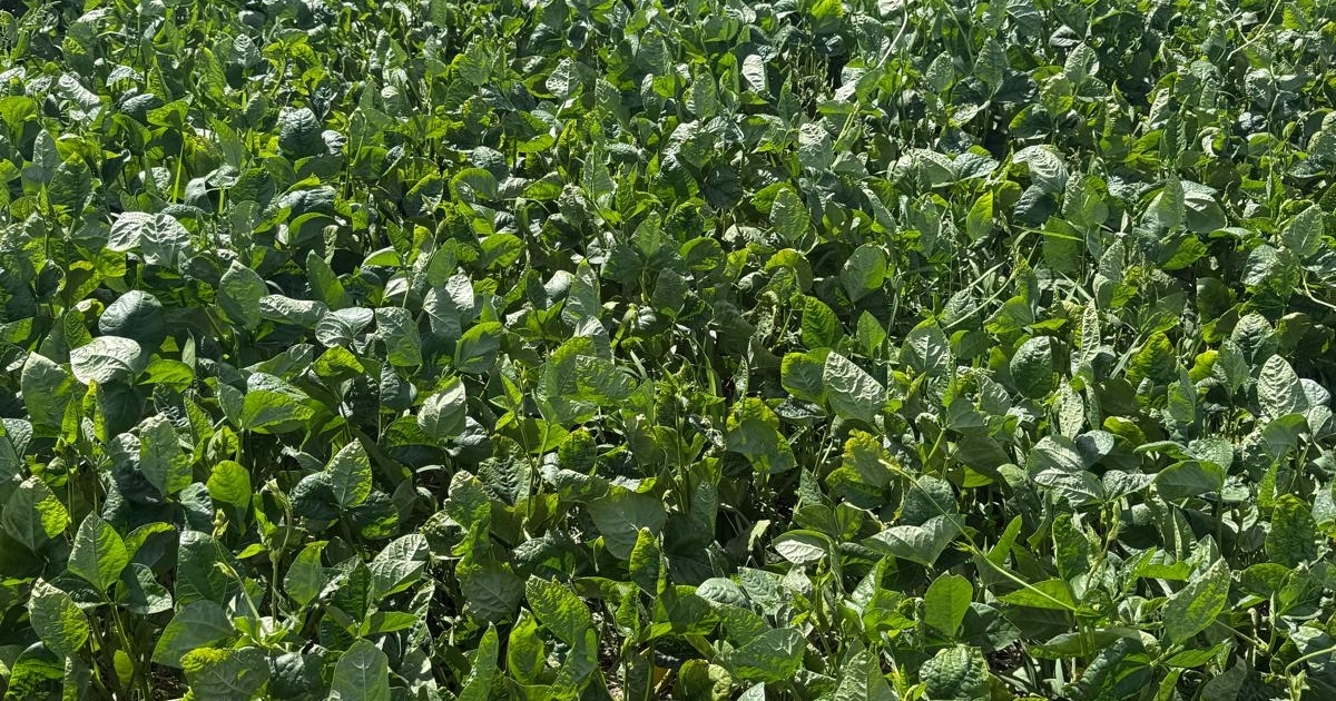 Buy Cow Pea Hay with some Grass 93515 in Boonara QLD | LocalAg