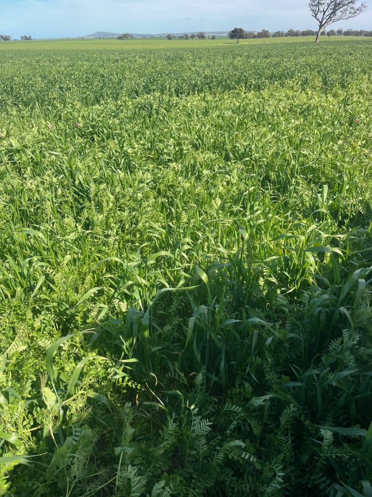 Buy 50/50 Vetch & Field Pea 90644 in Charlton VIC | LocalAg