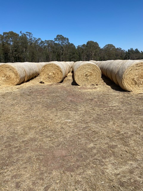 Buy Lucerne Hay 92627 in Coreen NSW | LocalAg