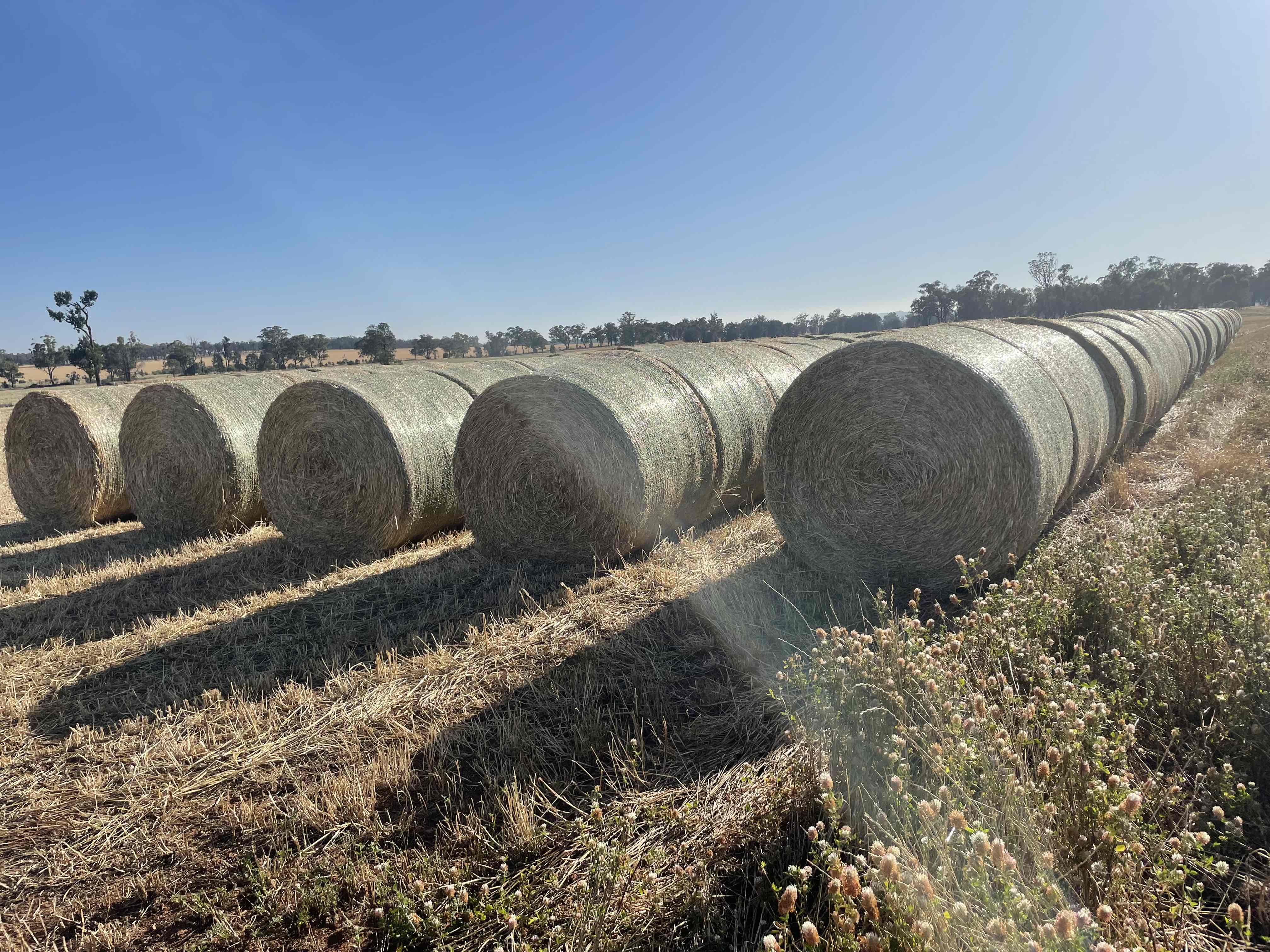 Buy Pasture (southern - rye/clover based) Hay 84793 in Narromine NSW ...