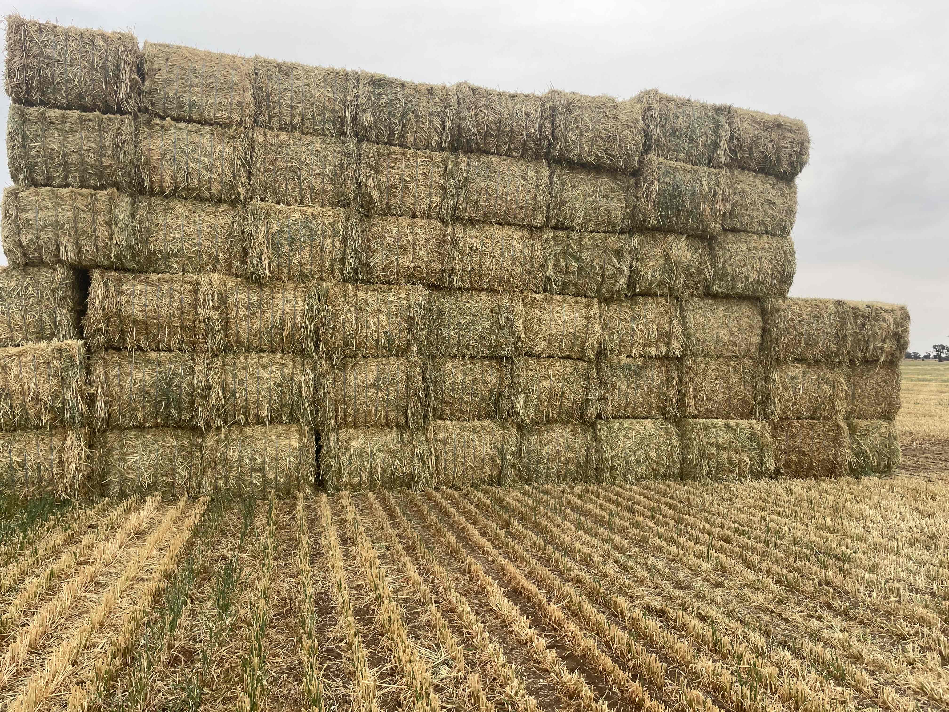 Buy Oaten Hay 88801 in Stockinbingal NSW | LocalAg