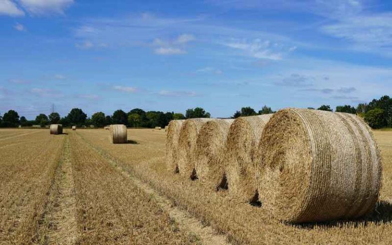 Protein Hays & How They Compare