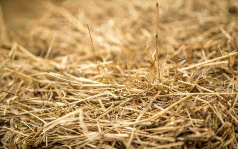 When to Plant & Cut Hay in Australia